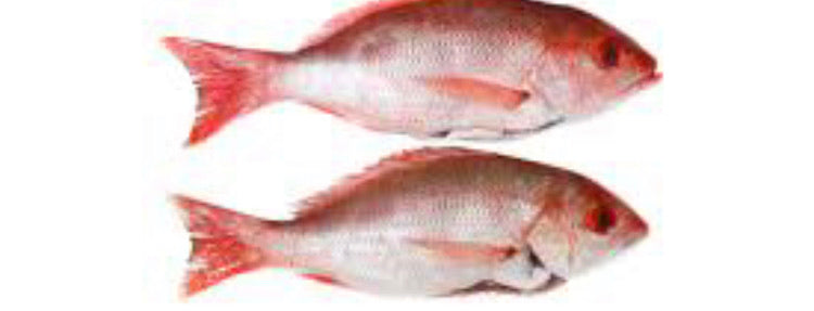 Red Snapper – Horseshoe Farms